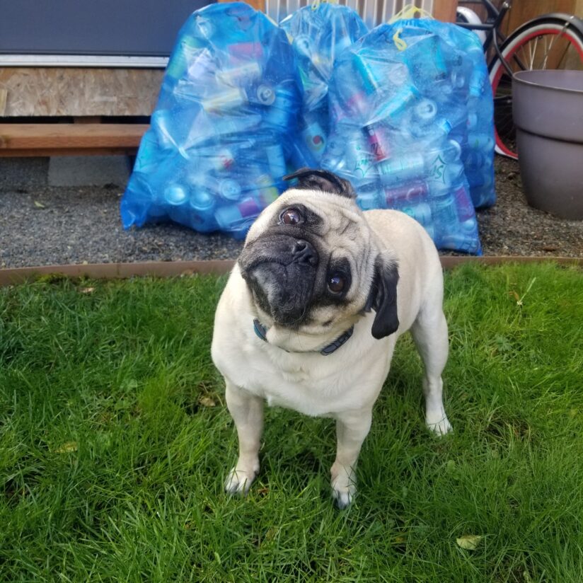 Pacific Pug Rescue - BottleDrop